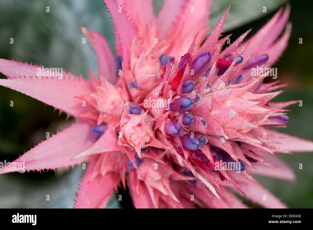 Pink bromeliad flower Stock Photo - Alamy