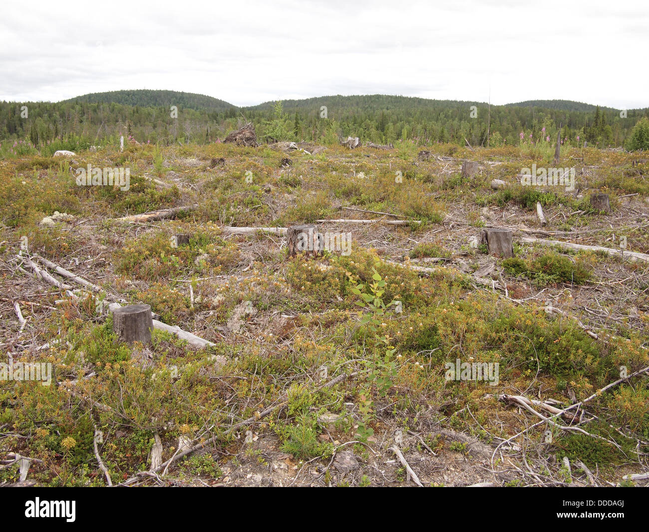 Chopping firewood detail hi-res stock photography and images - Alamy