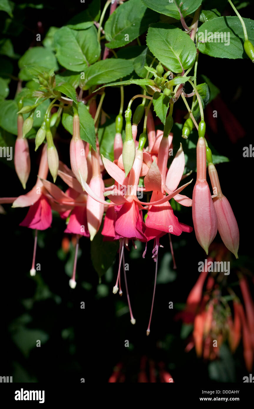 Fuchsia 'Torchlight' flower Stock Photo - Alamy