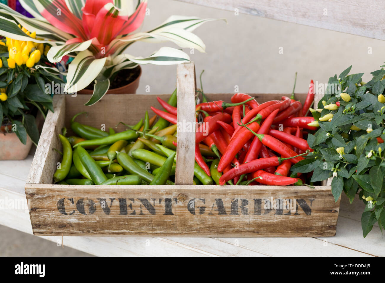 Capsicum -Red and Green chili pepper in a wooden Covent Garden Box ...