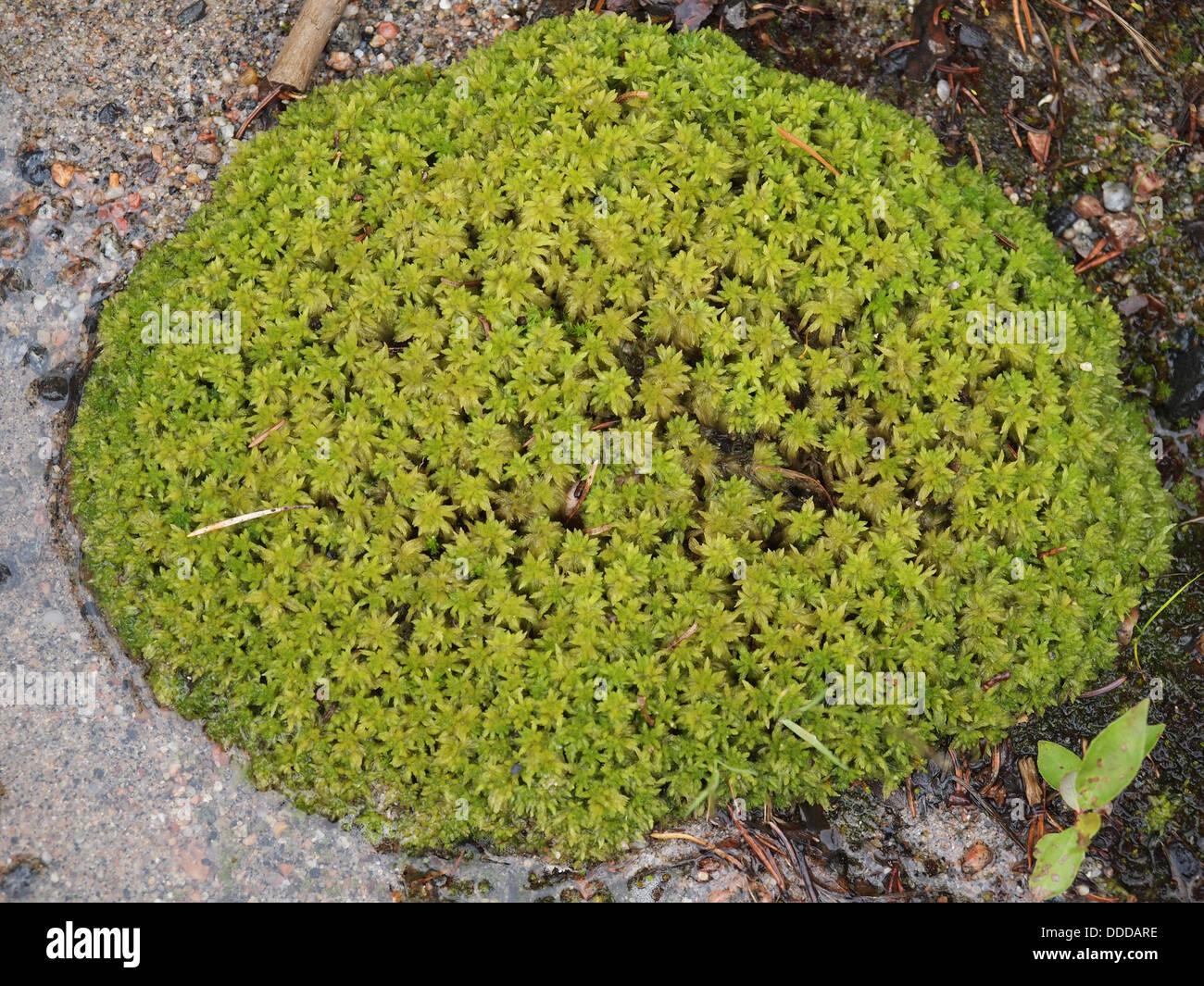 Frequent moss hi-res stock photography and images - Alamy