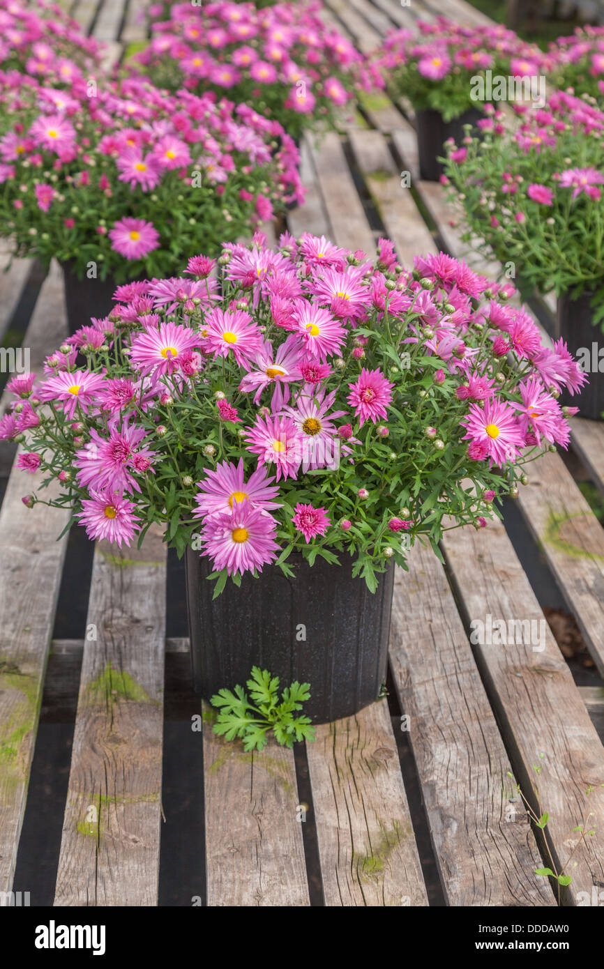 Asters container hi-res stock photography and images - Alamy