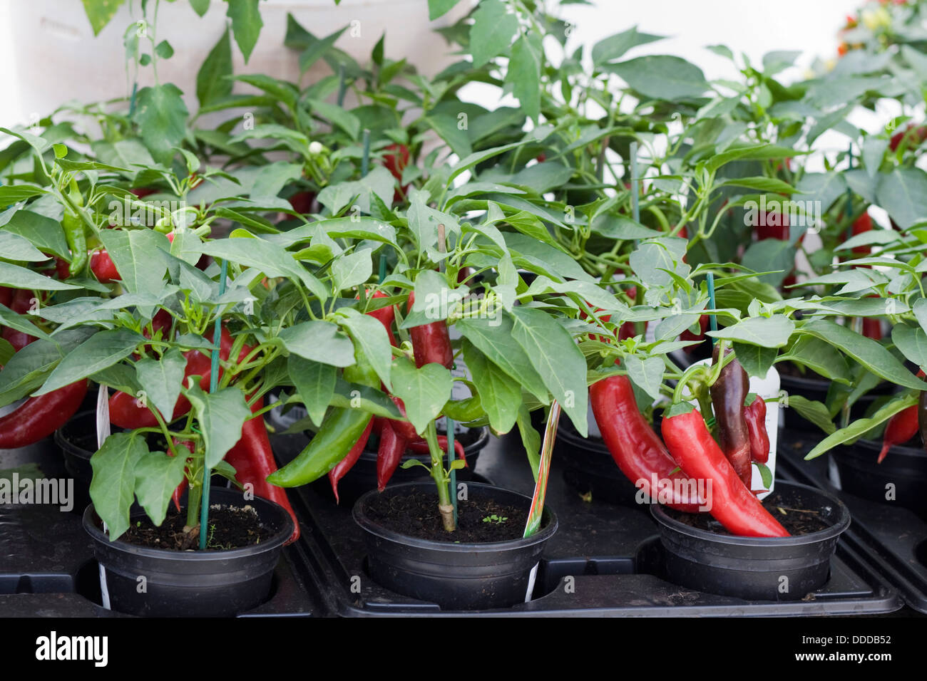 Red Chillies Growing in Plastic Pots Capsicum Medina Stock Photo - Alamy