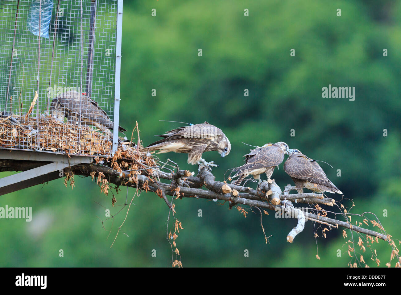 Four bird boxes hi-res stock photography and images - Alamy