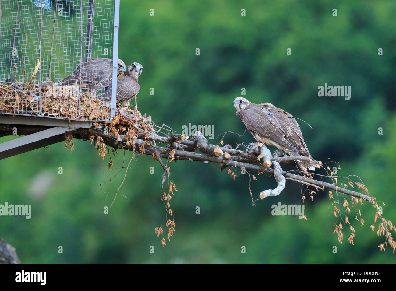Four bird boxes hi-res stock photography and images - Alamy
