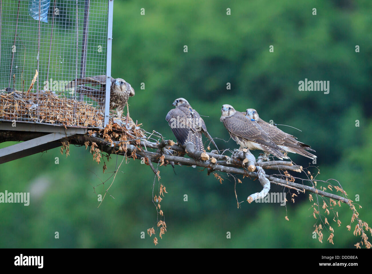 Hack box hi-res stock photography and images - Alamy