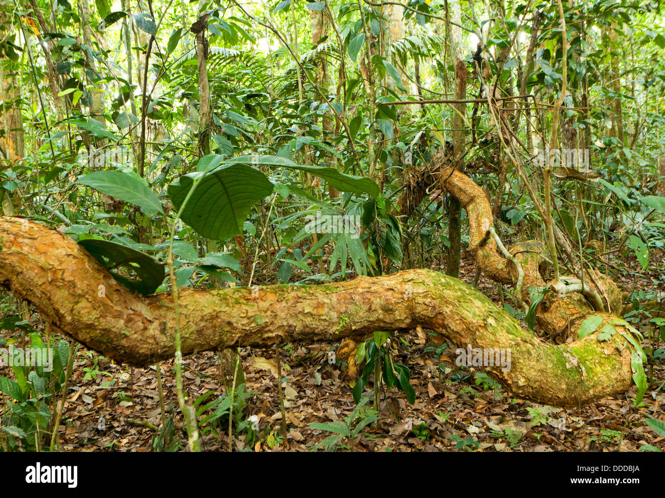 Lianas amazon hi-res stock photography and images - Alamy