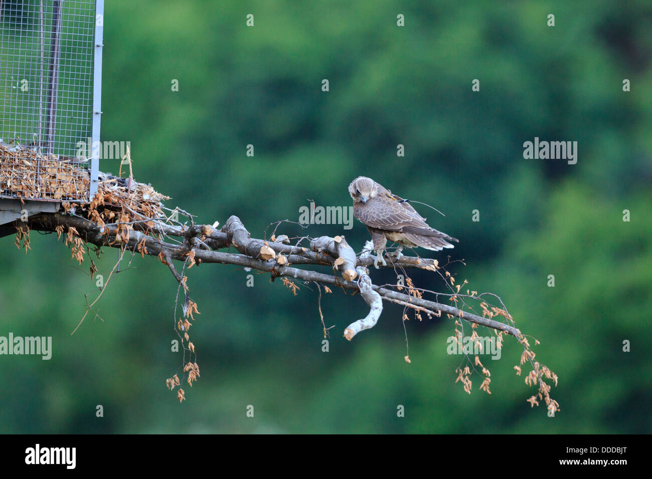 Hack box hi-res stock photography and images - Alamy