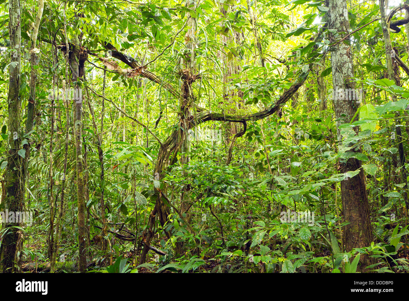 Liana vine epiphyte hi-res stock photography and images - Alamy