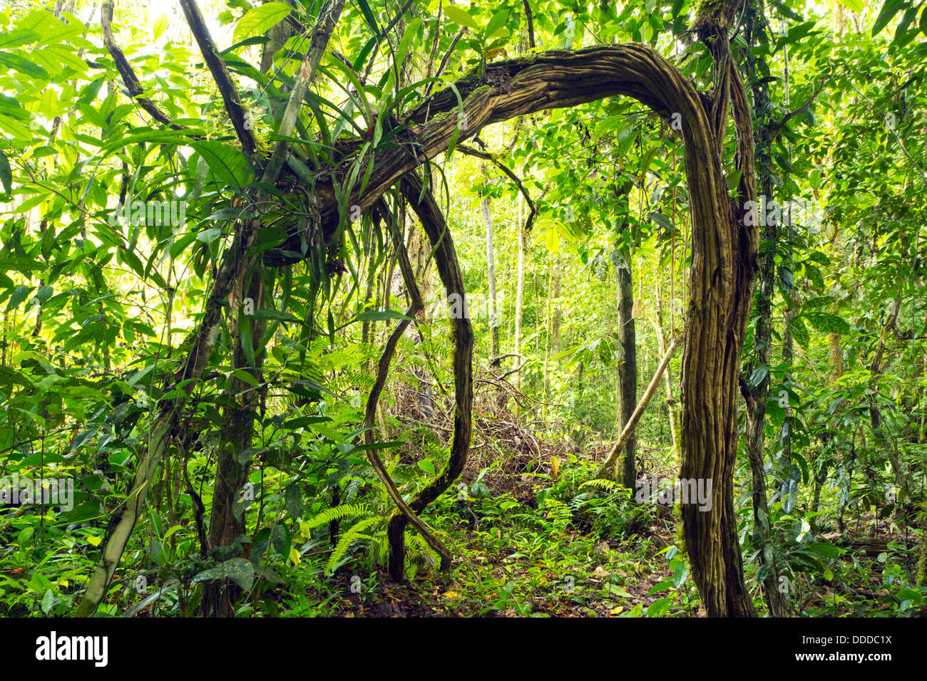 Lianas Amazon Stock Photos & Lianas Amazon Stock Images - Alamy