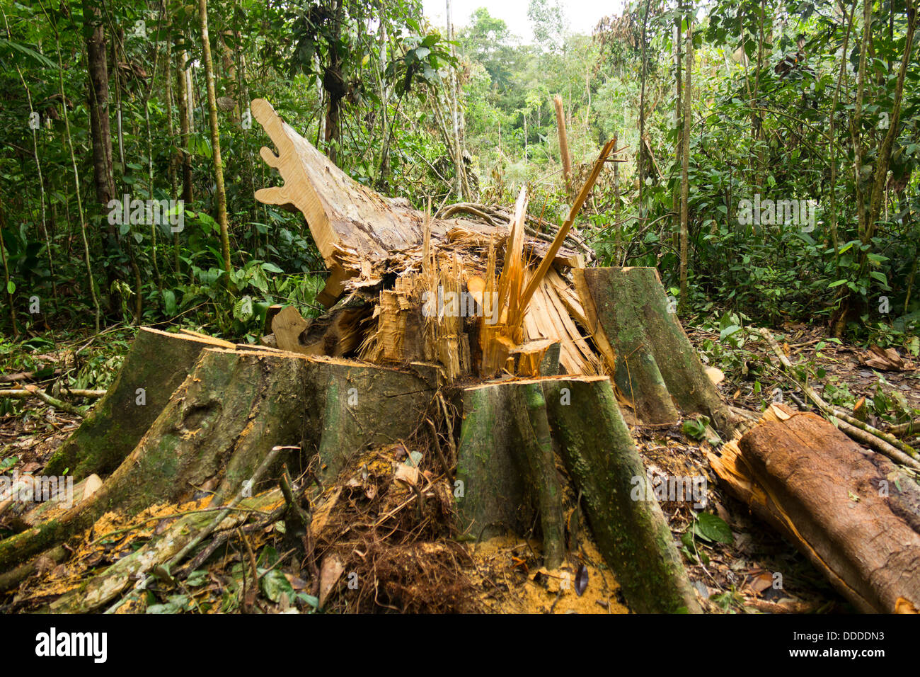 Rainforest destruction hi-res stock photography and images - Alamy