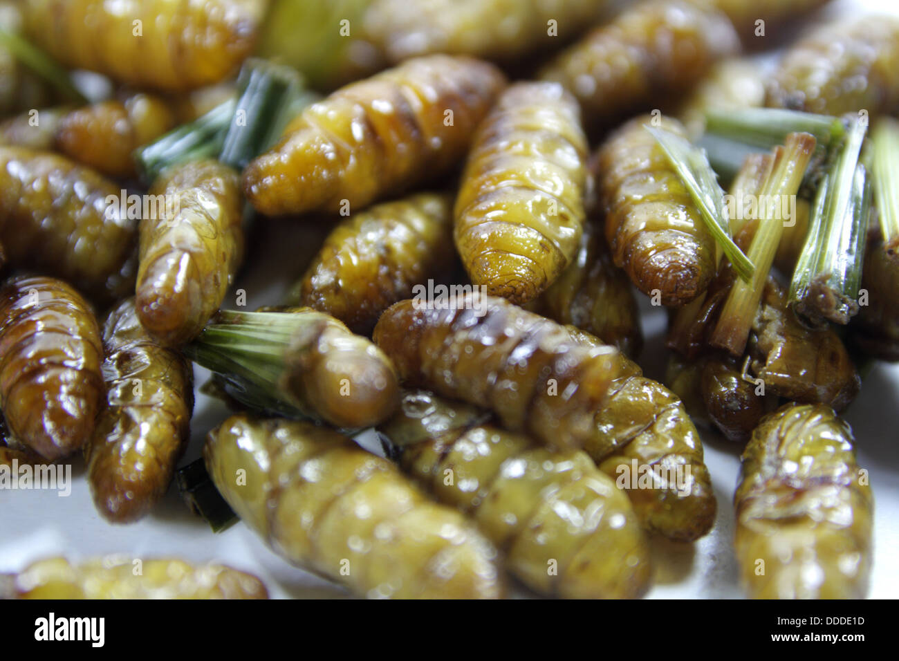 Fried woodworm insect Stock Photo - Alamy