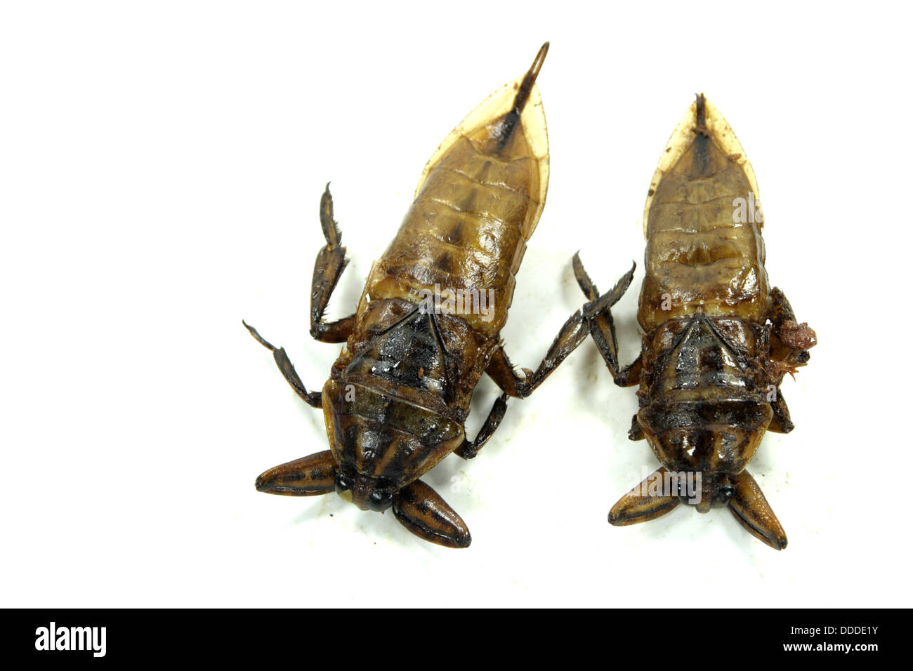 Mang Da Na tod , Fried Giant Water Bug Stock Photo - Alamy