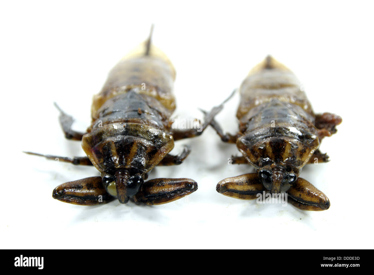 Mang Da Na tod , Fried Giant Water Bug Stock Photo - Alamy