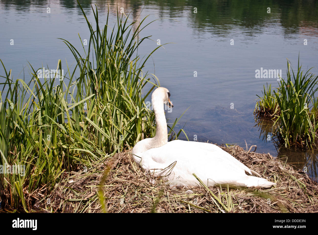 Adda river swan hi-res stock photography and images - Alamy