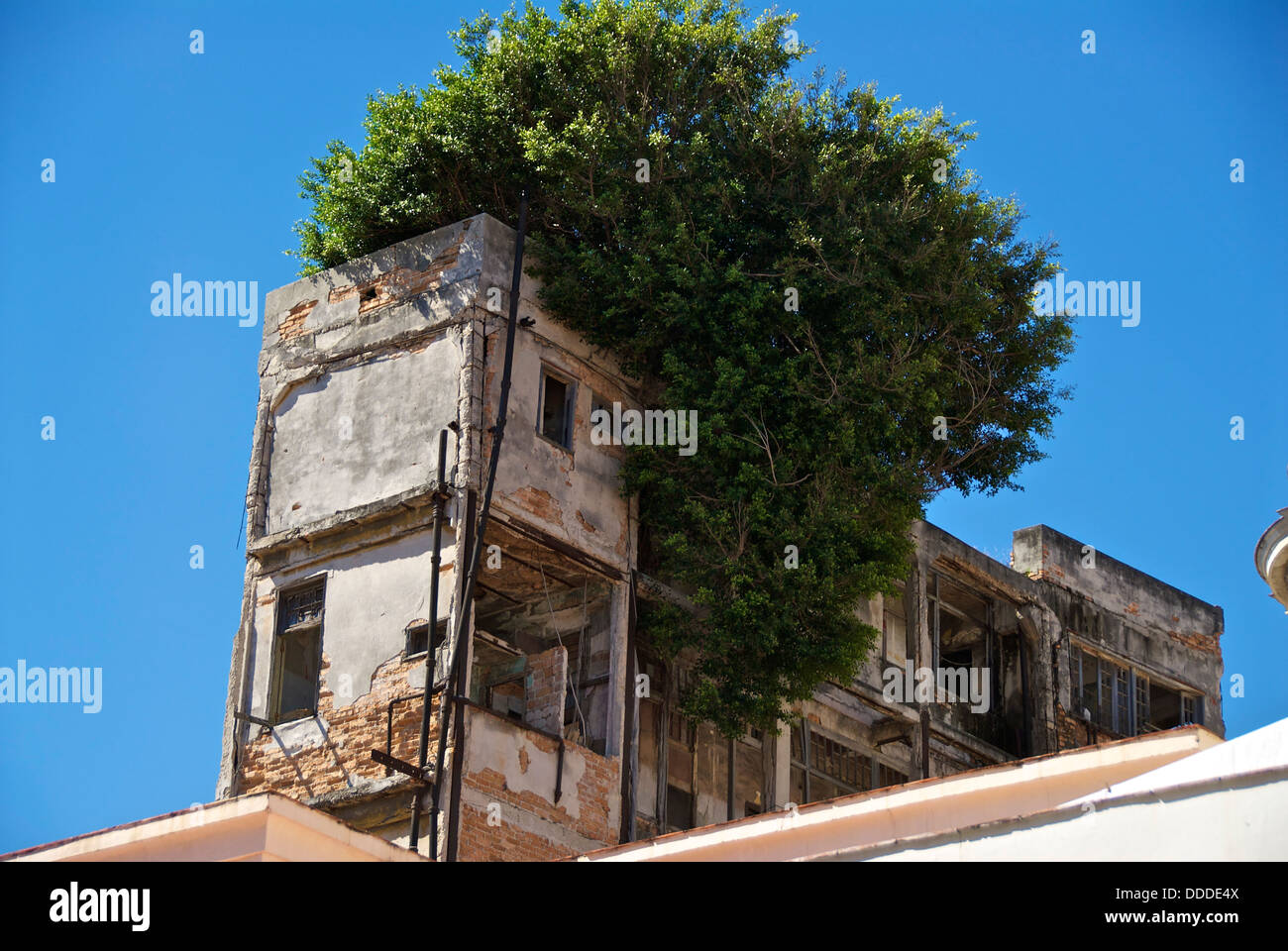 Havana tree grows out of a building Stock Photo - Alamy