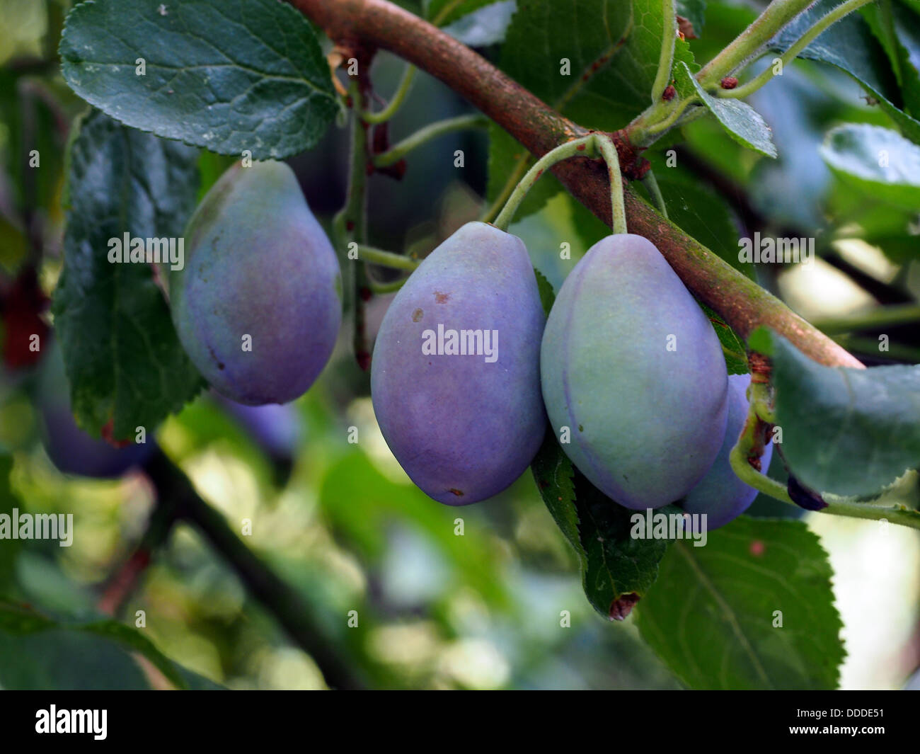 Damsons on a tree branch Stock Photo - Alamy