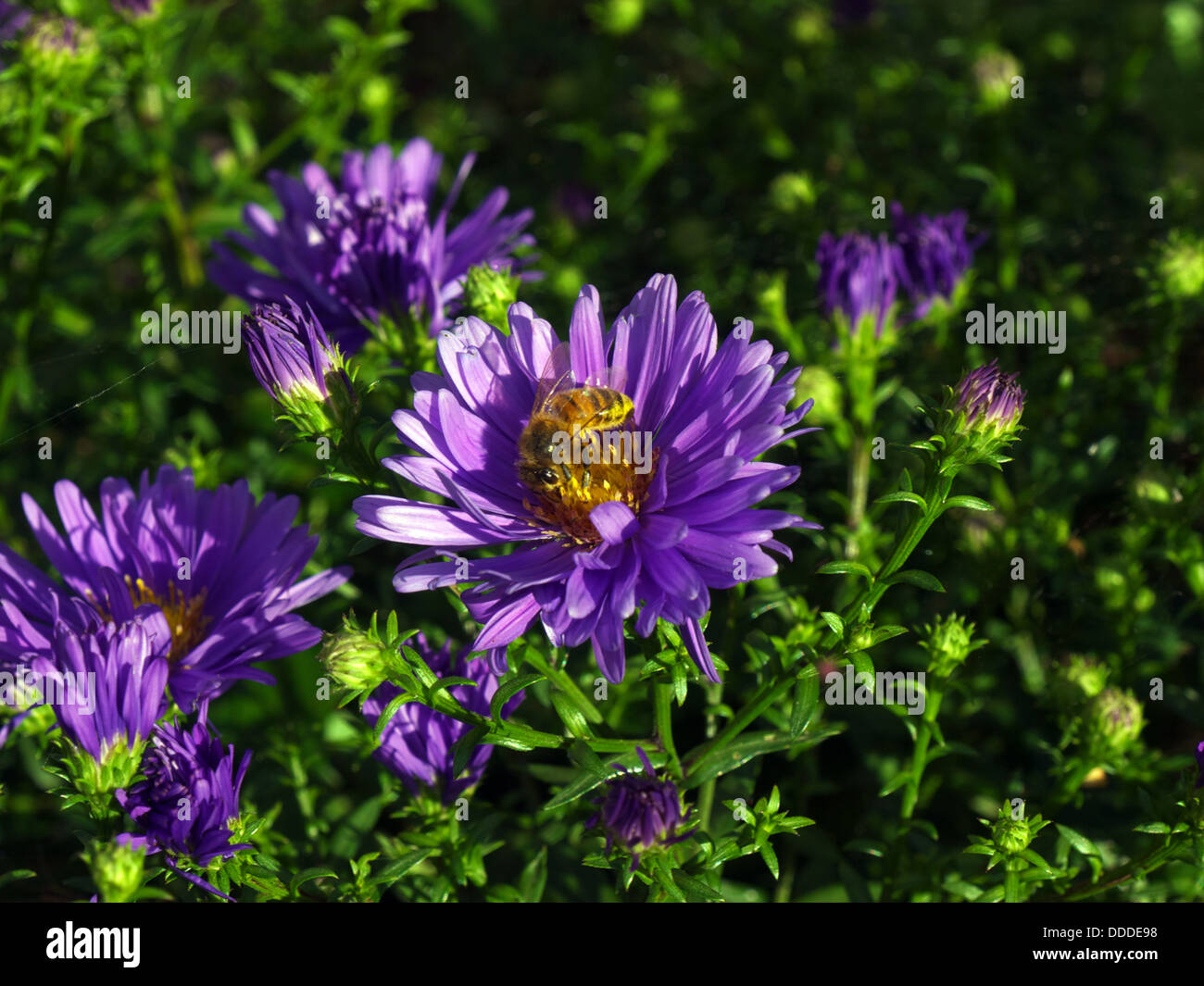 Purple flower bee on Cut Out Stock Images & Pictures - Alamy