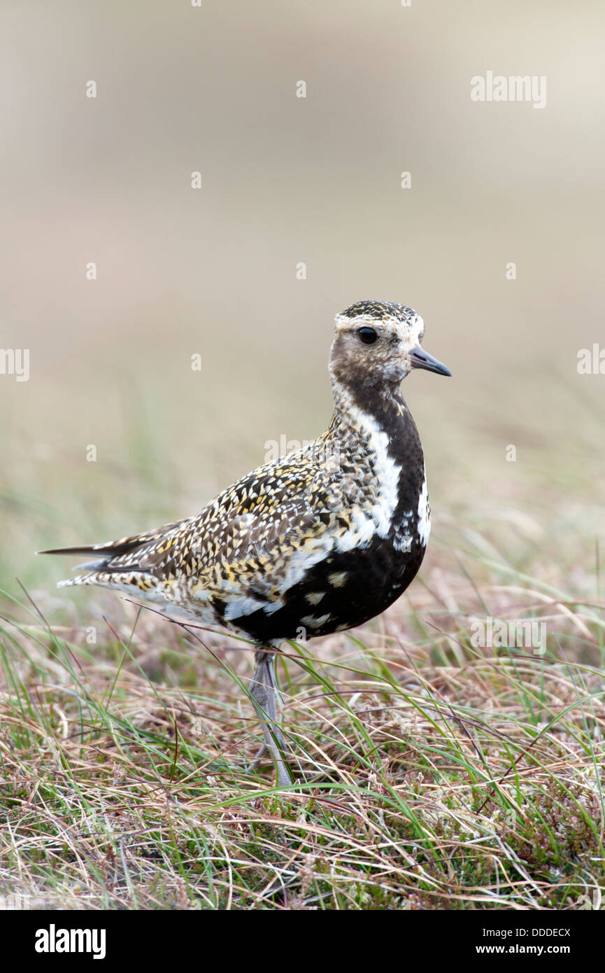 European Golden Plover (Pluvaris apricaria Stock Photo - Alamy