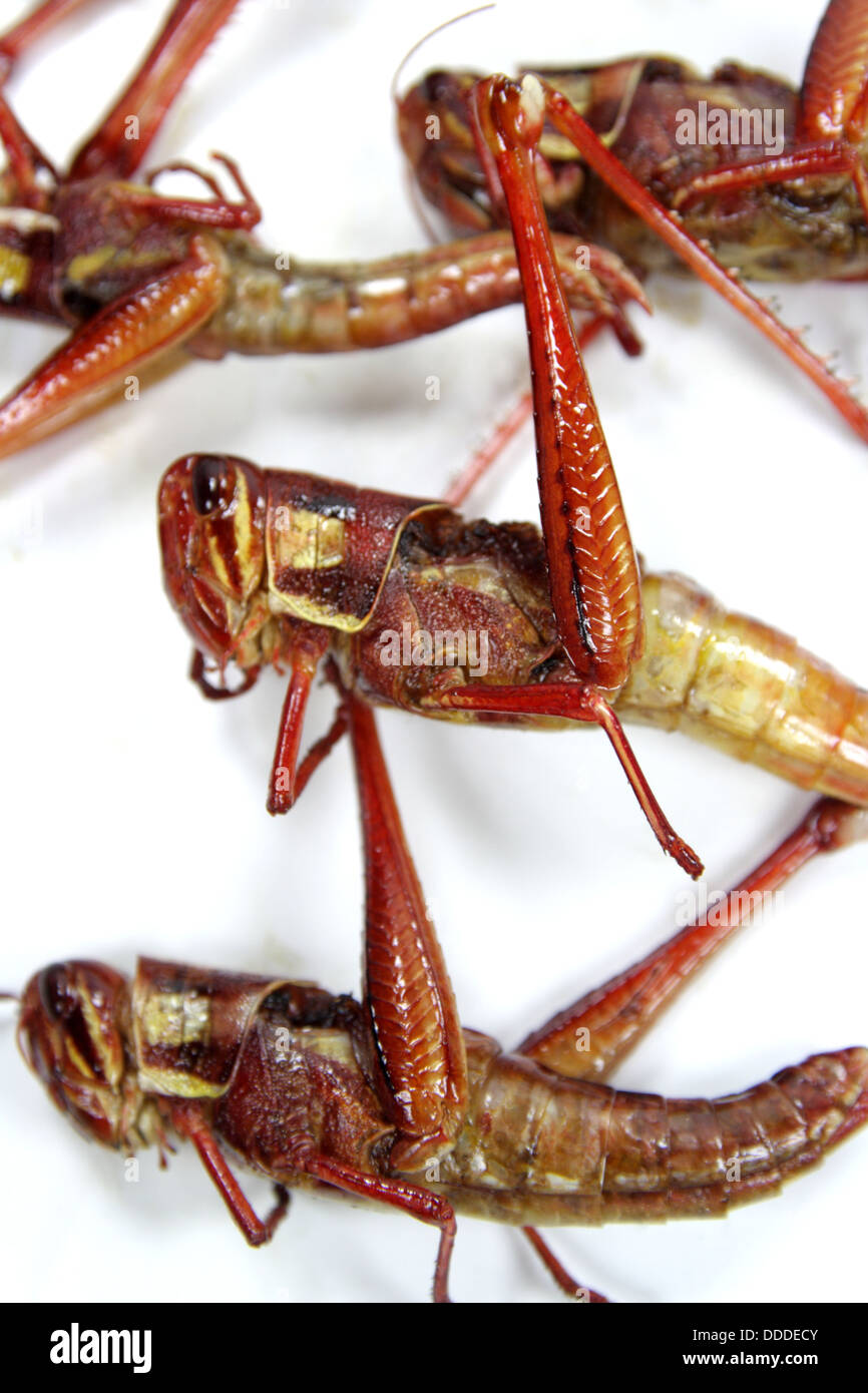 Grasshopper food hi-res stock photography and images - Alamy