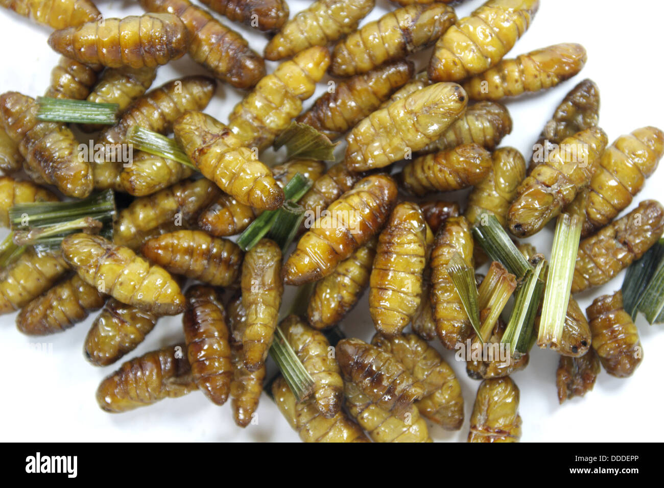 Fried woodworm insect Stock Photo - Alamy
