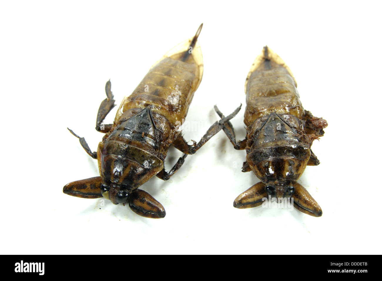 Mang Da Na tod , Fried Giant Water Bug Stock Photo - Alamy
