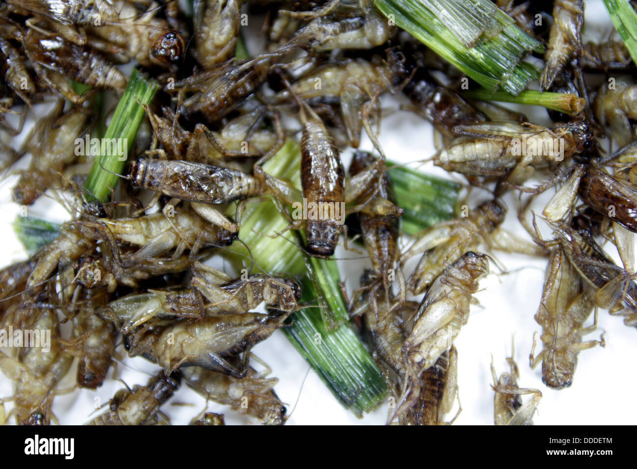 fried crickets , Jing Leed tod Stock Photo - Alamy