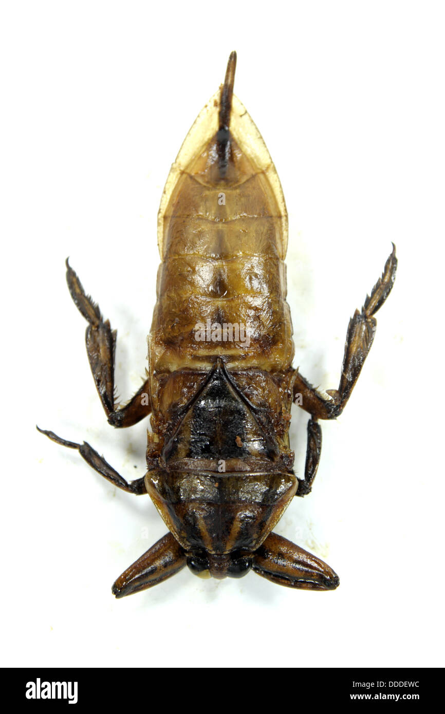 Mang Da Na tod , Fried Giant Water Bug Stock Photo - Alamy