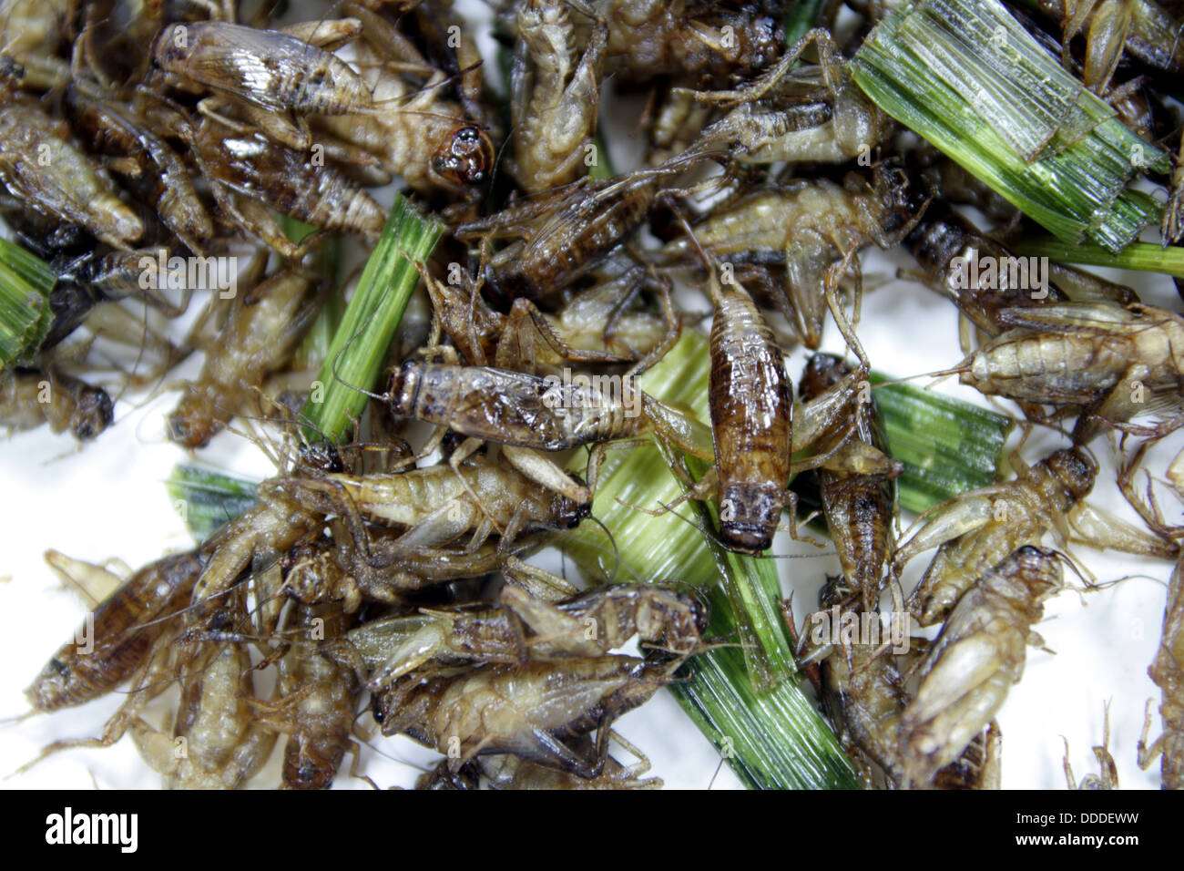 fried crickets , Jing Leed tod Stock Photo - Alamy