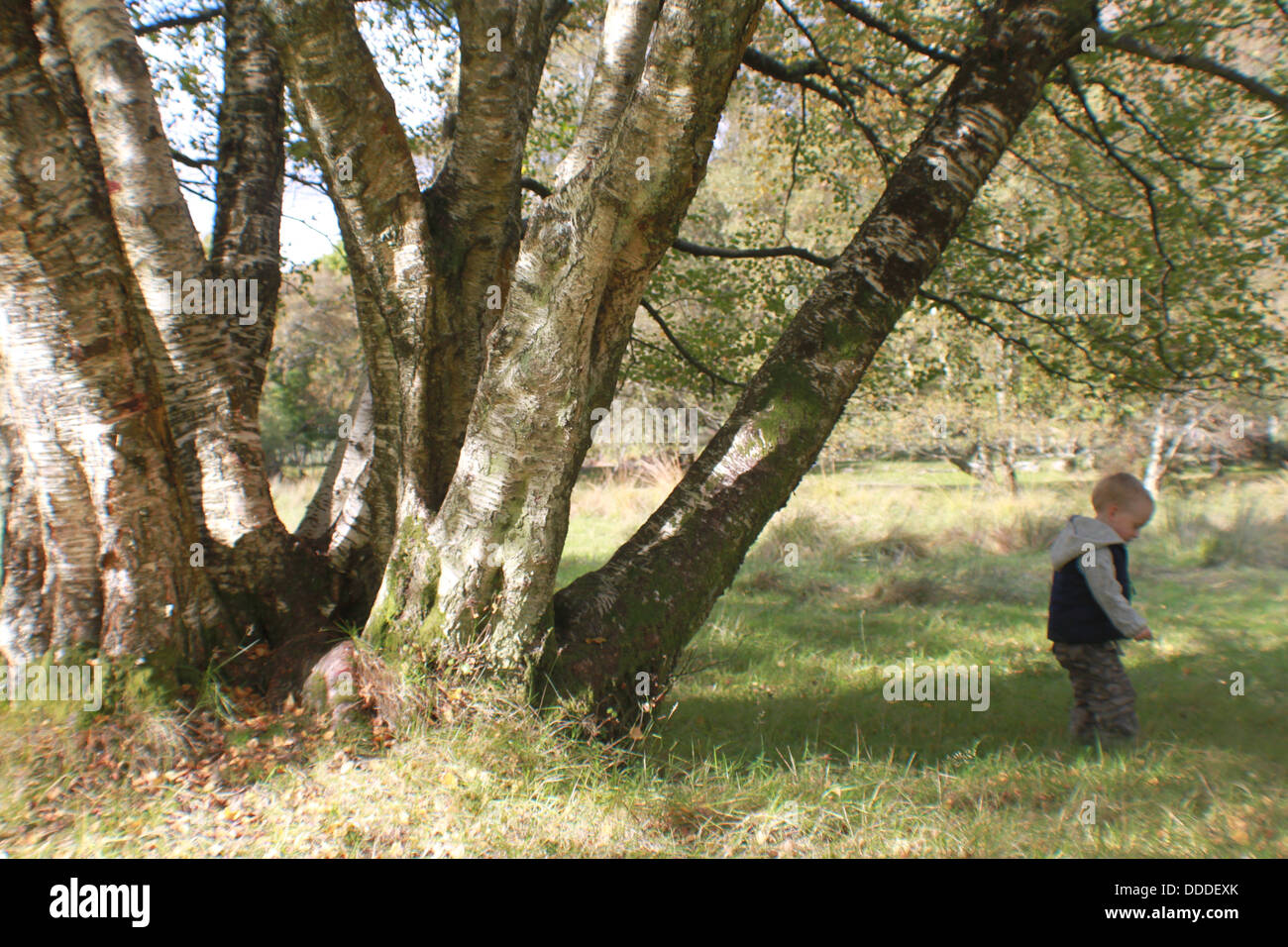 Boy under Tree, Glendalough, Wicklow, Ireland Stock Photo - Alamy