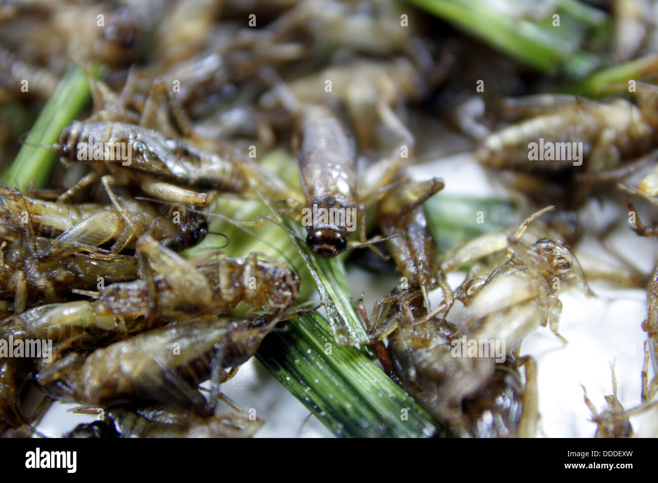 fried crickets , Jing Leed tod Stock Photo - Alamy