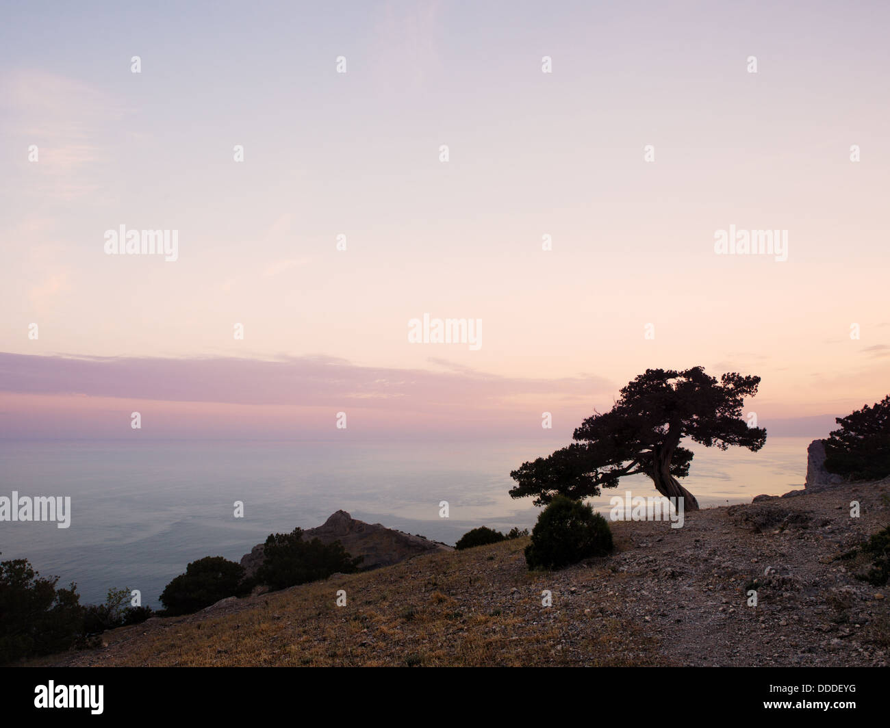 Juniper tree crimea hi-res stock photography and images - Alamy