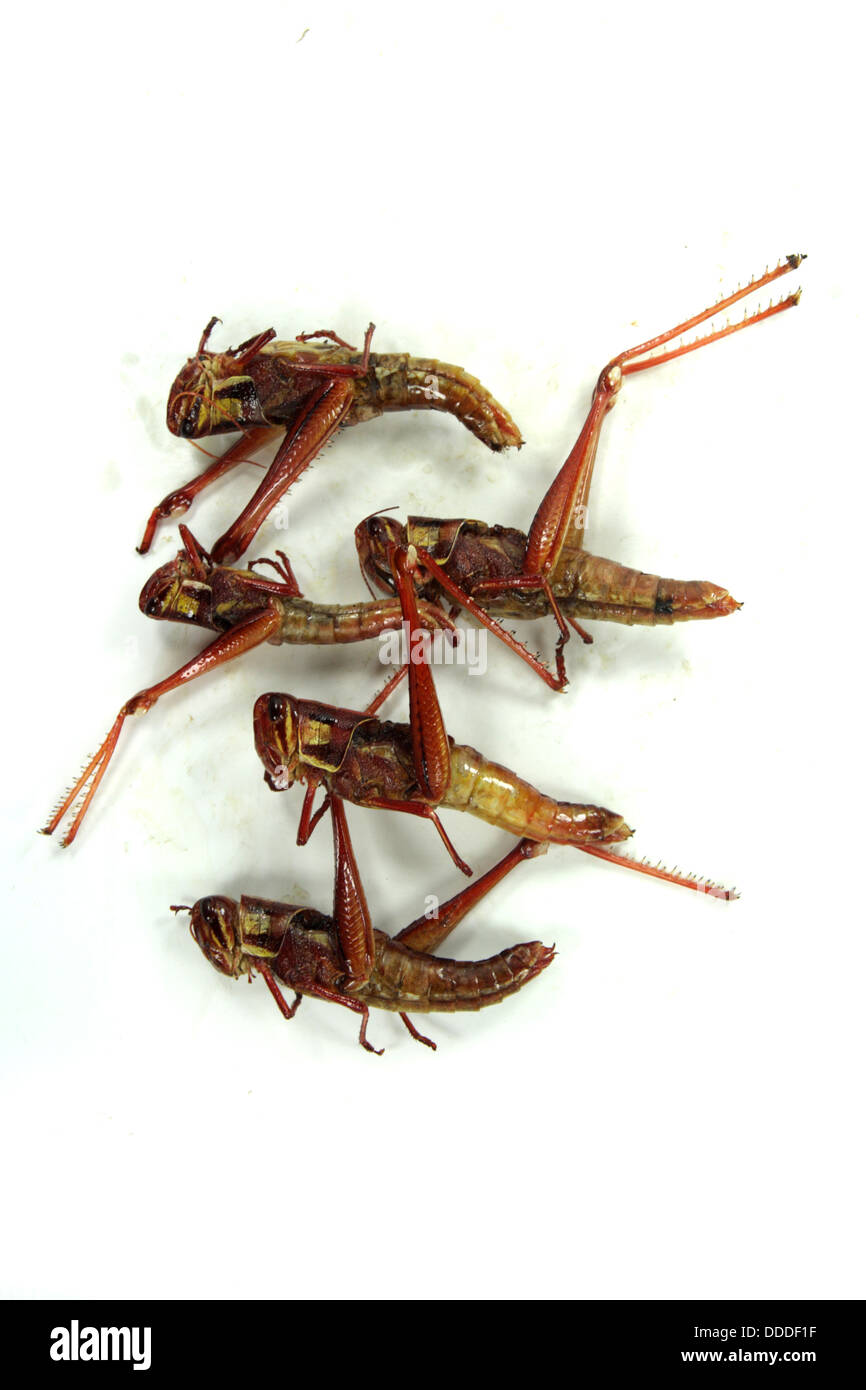 Grasshopper grasshoppers Cut Out Stock Images & Pictures - Alamy