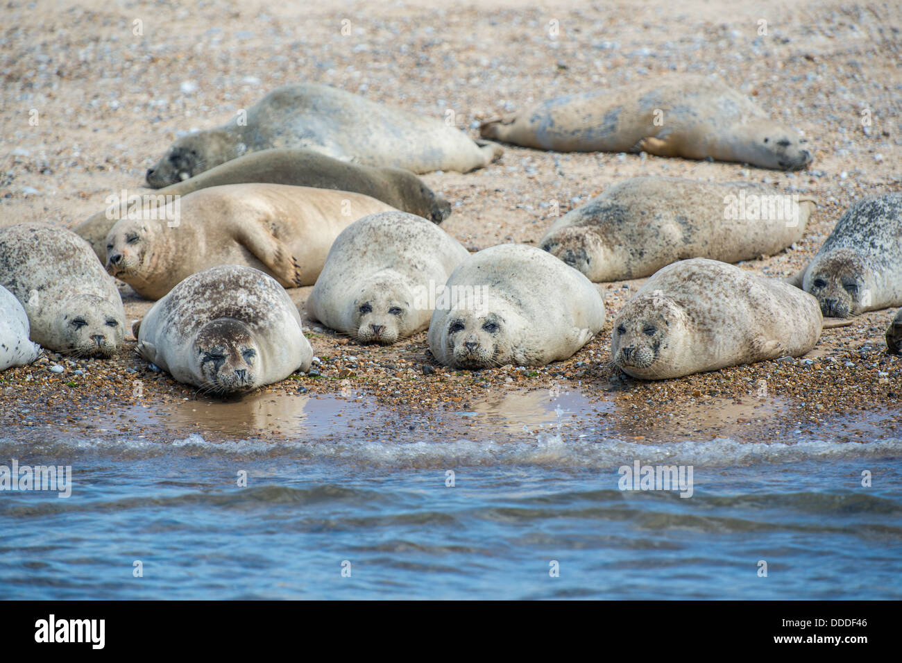 Seals basking on sandy hi-res stock photography and images - Alamy