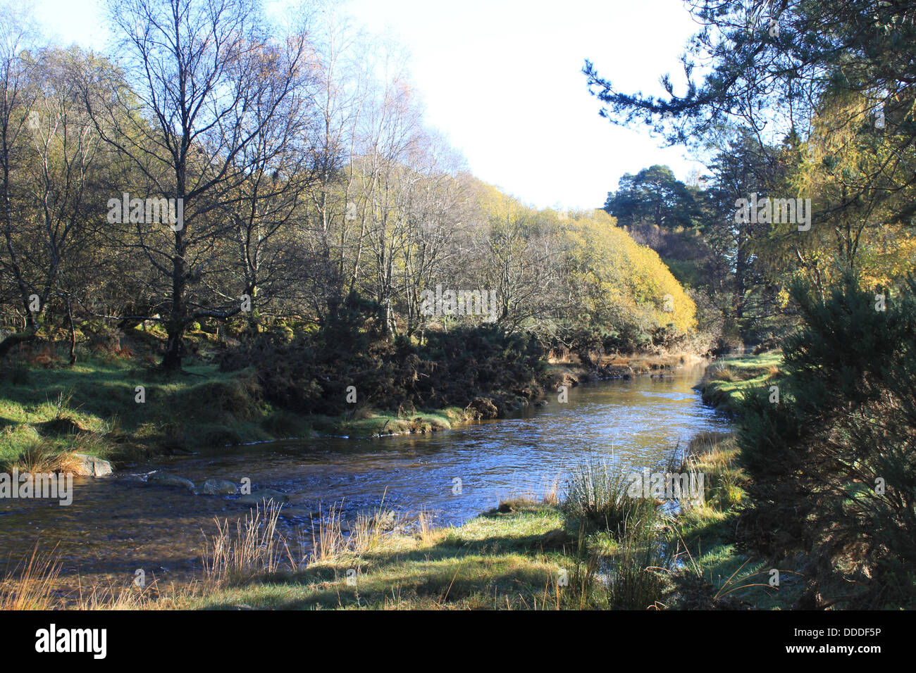 Forest Stream in County Wicklow, Ireland Stock Photo - Alamy