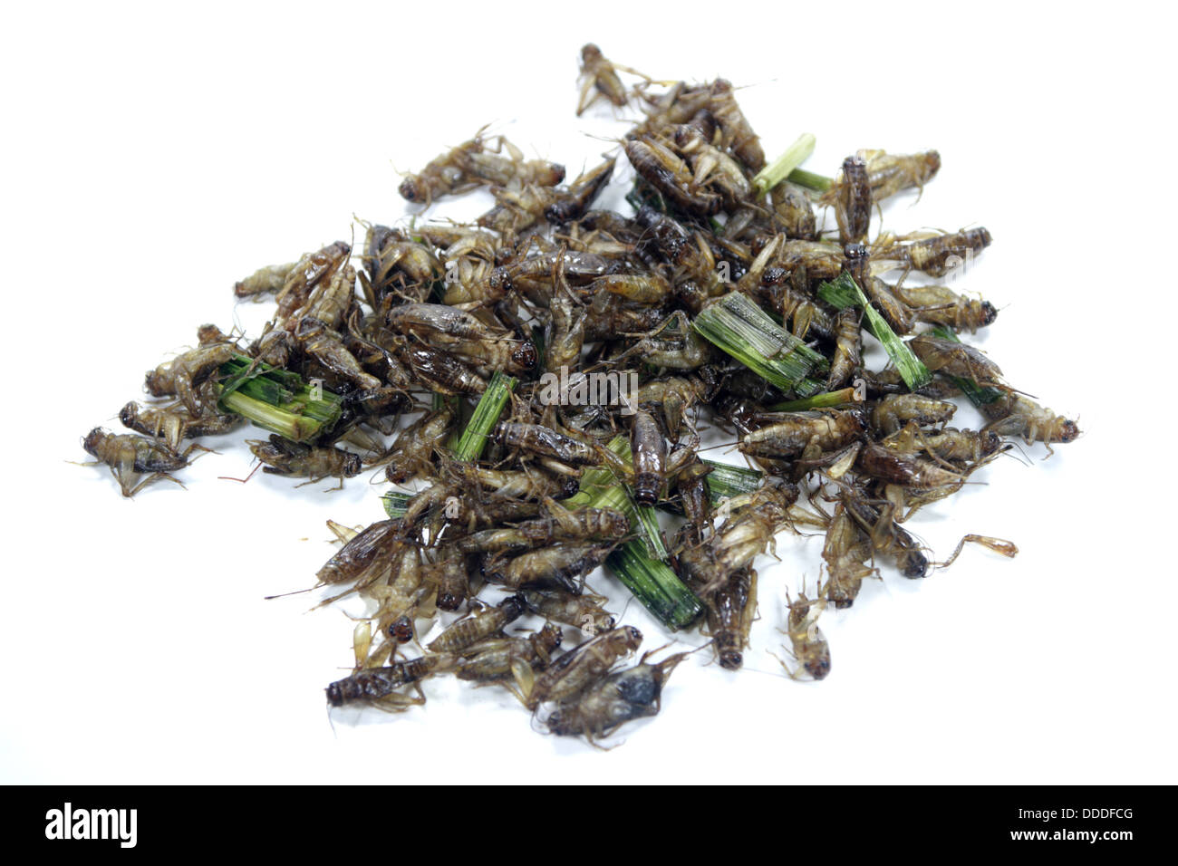 fried crickets , Jing Leed tod Stock Photo - Alamy
