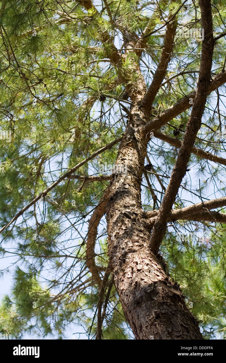 Pine tree branch from below hi-res stock photography and images - Alamy