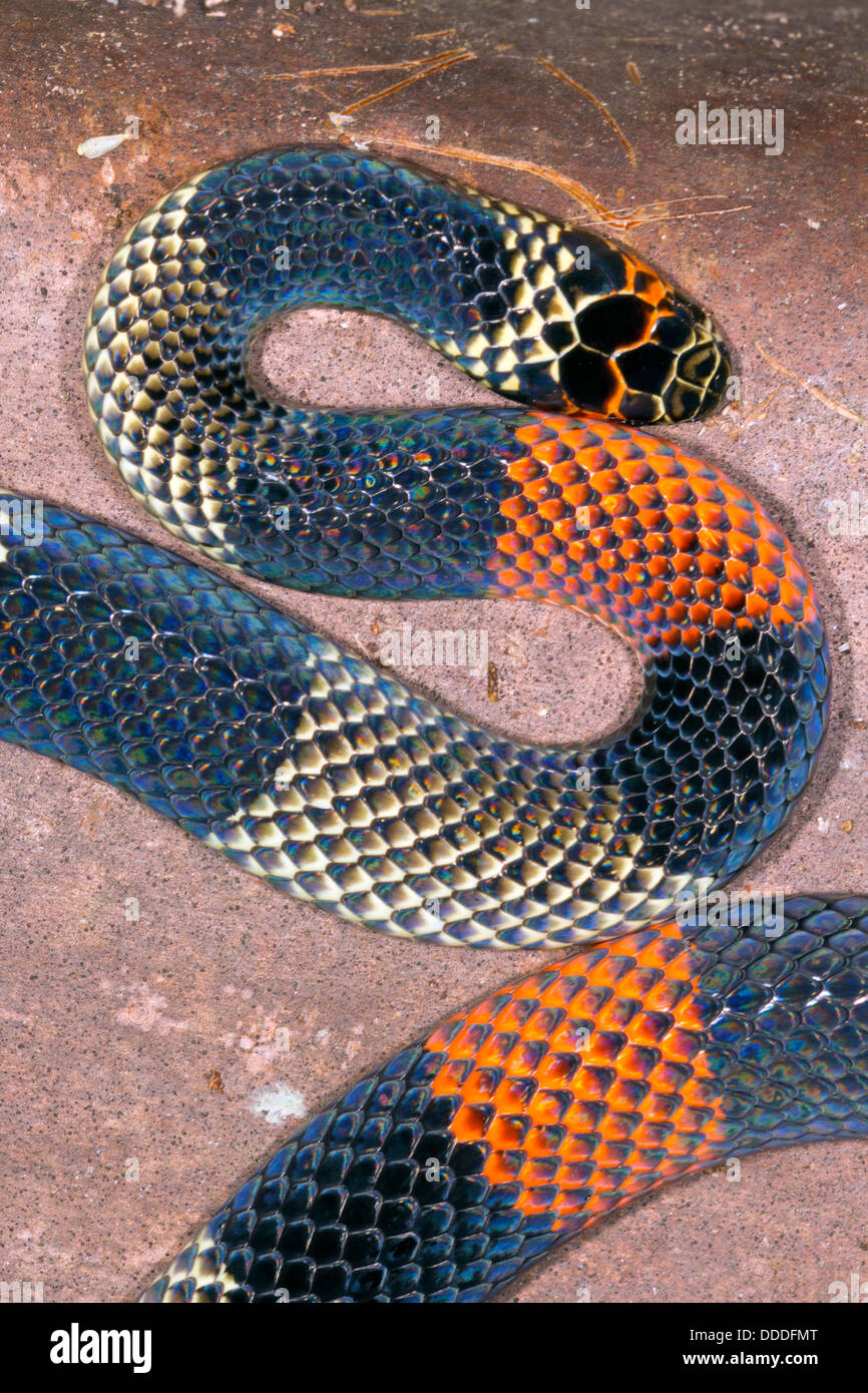 Amazonian Coral Snake (Micrurus spixii obscurus), Ecuador Stock Photo ...