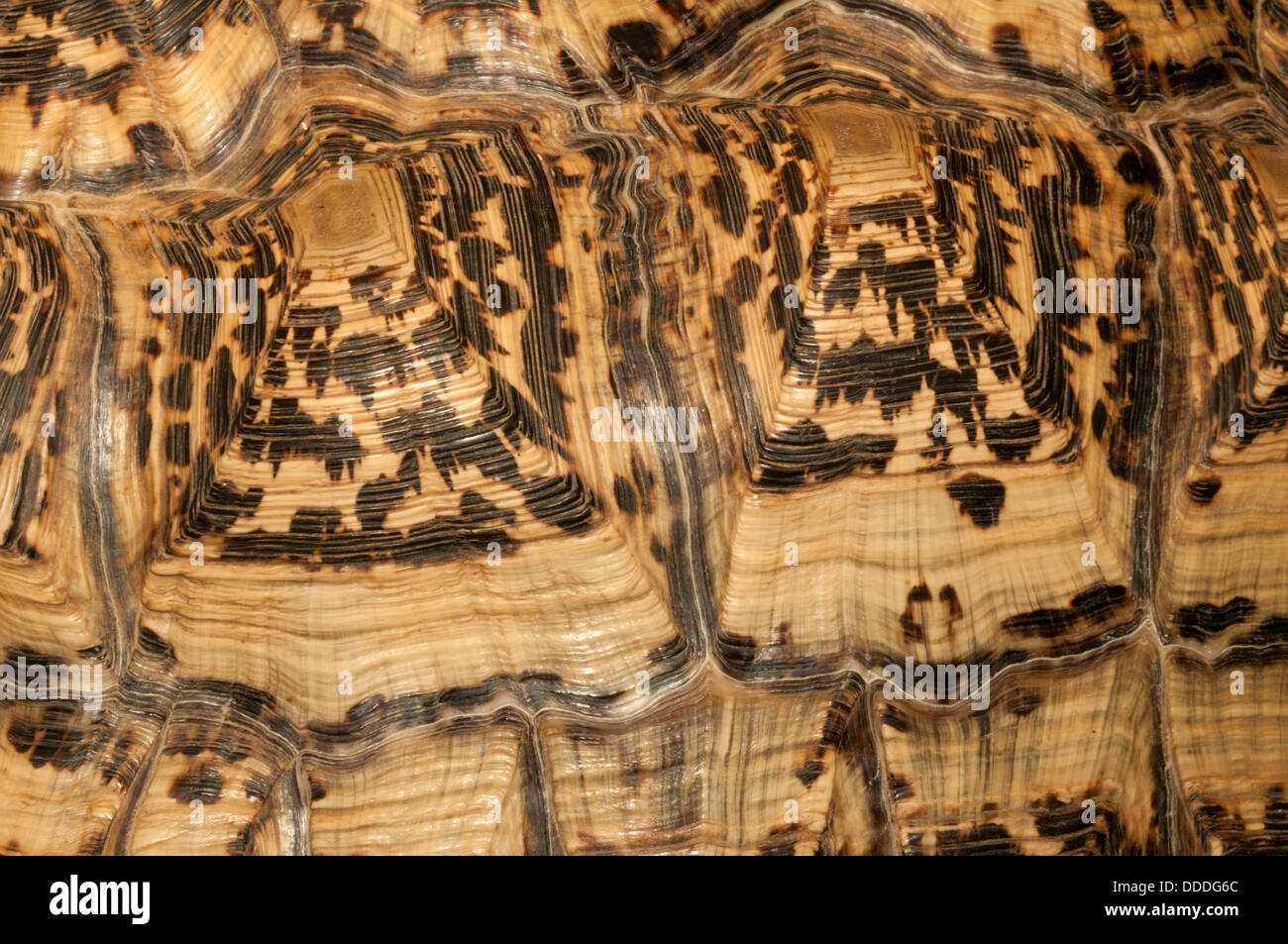 Leopard tortoise (Stigmochelys pardalis) shell Stock Photo - Alamy