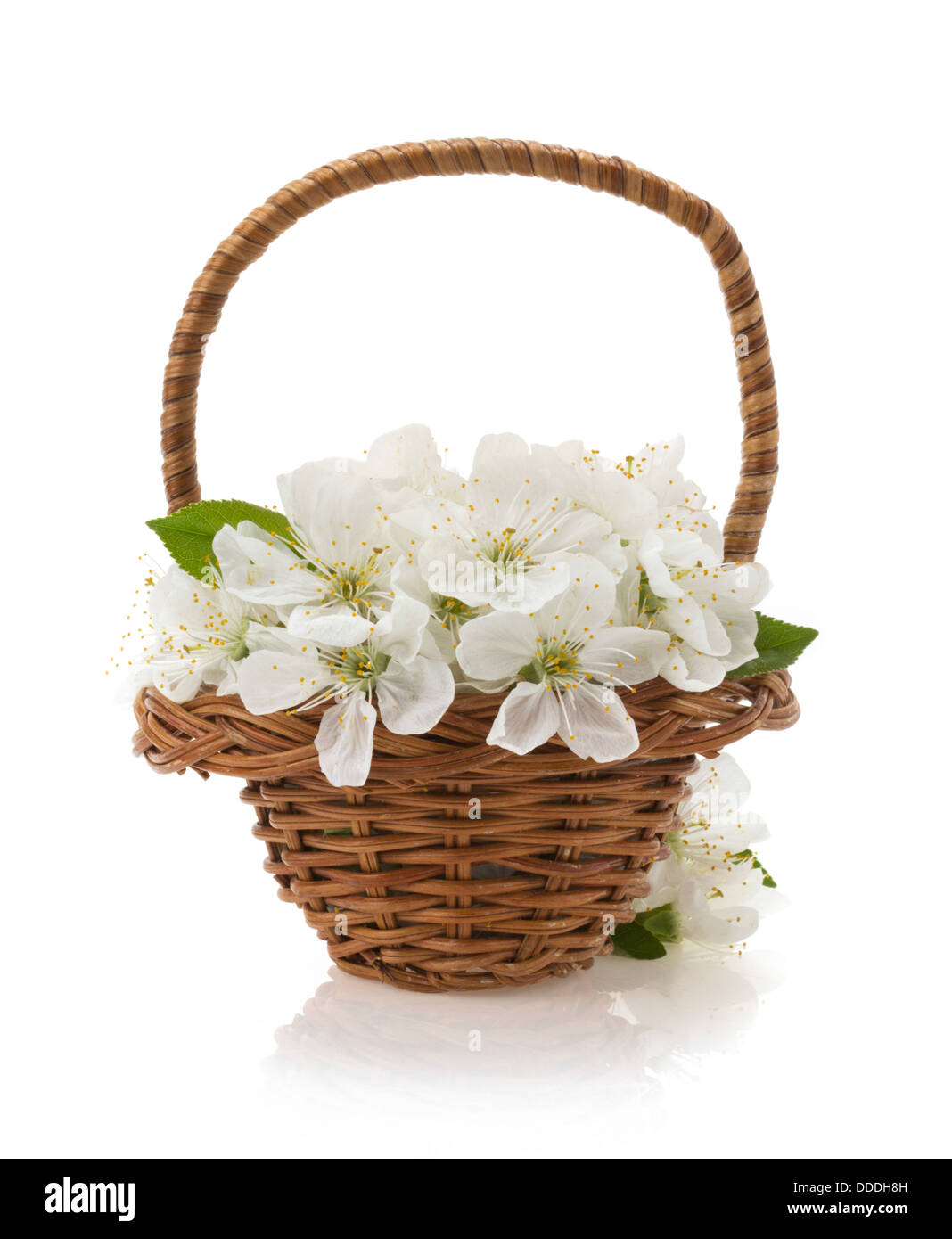White apple blossom flower arrangement Cut Out Stock Images & Pictures ...