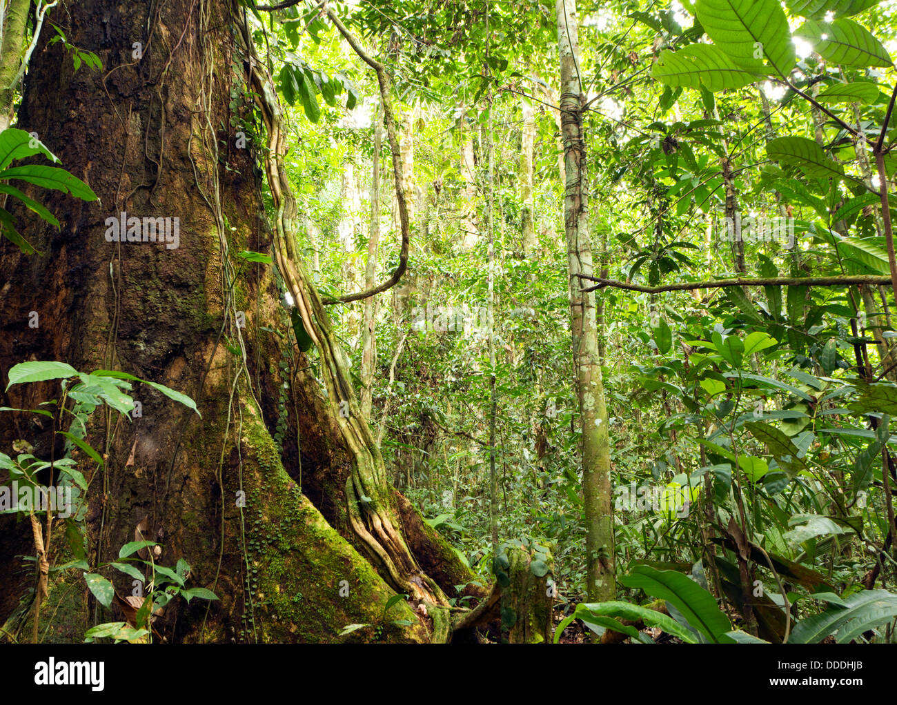 large tree with buttress roots in primary tropical rainforest, Ecuador ...