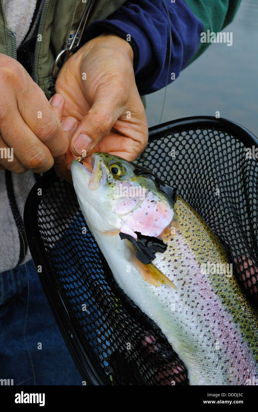 Being caught by a fly fisherman hi-res stock photography and images - Alamy