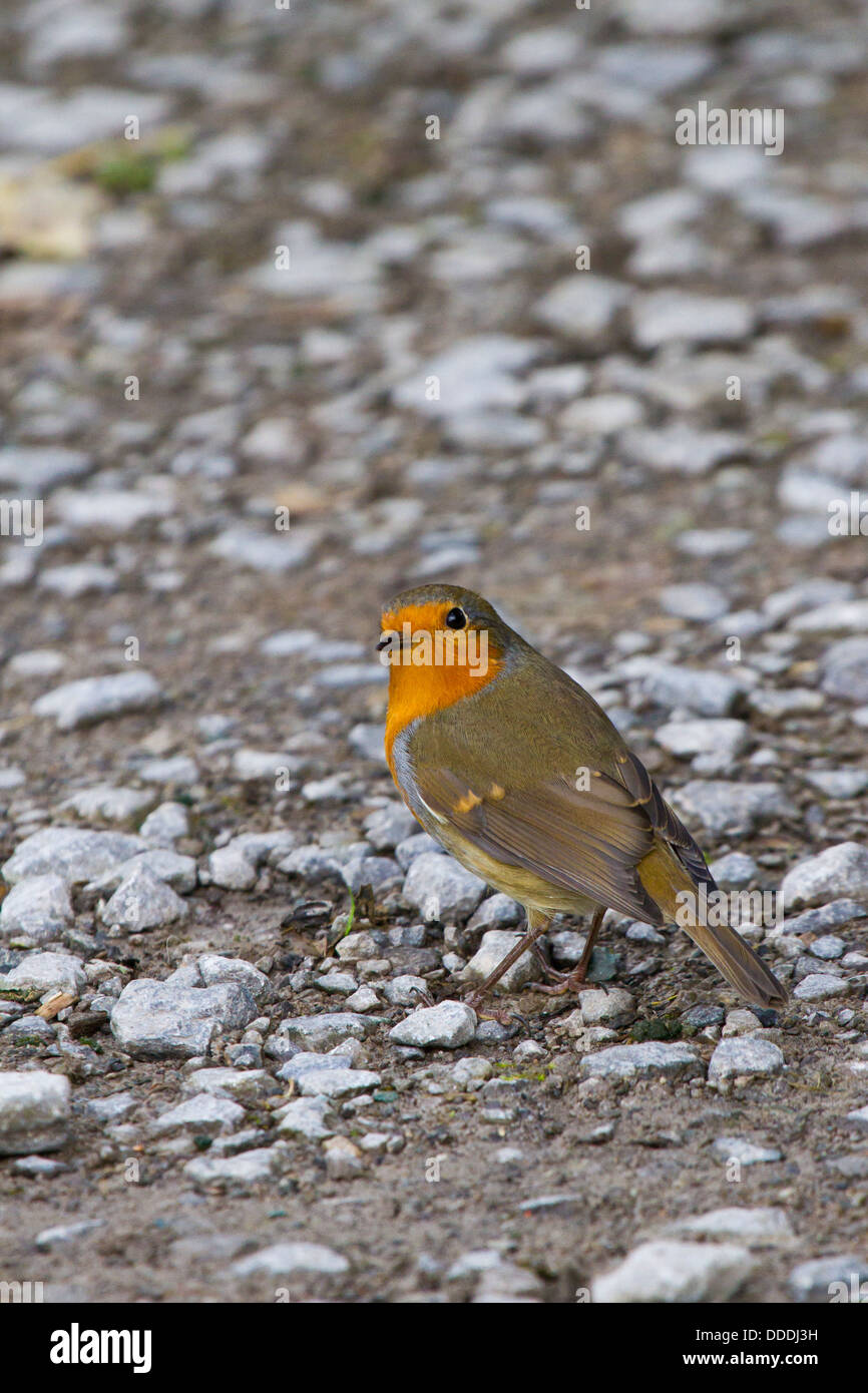 Robin brown hi-res stock photography and images - Alamy