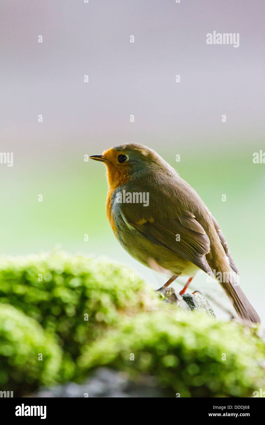 Robin brown hi-res stock photography and images - Alamy