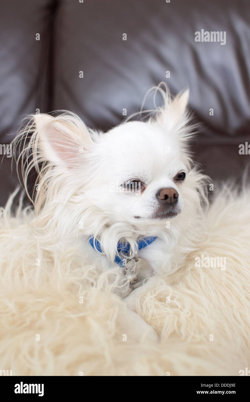 Tired chihuahua hi-res stock photography and images - Alamy