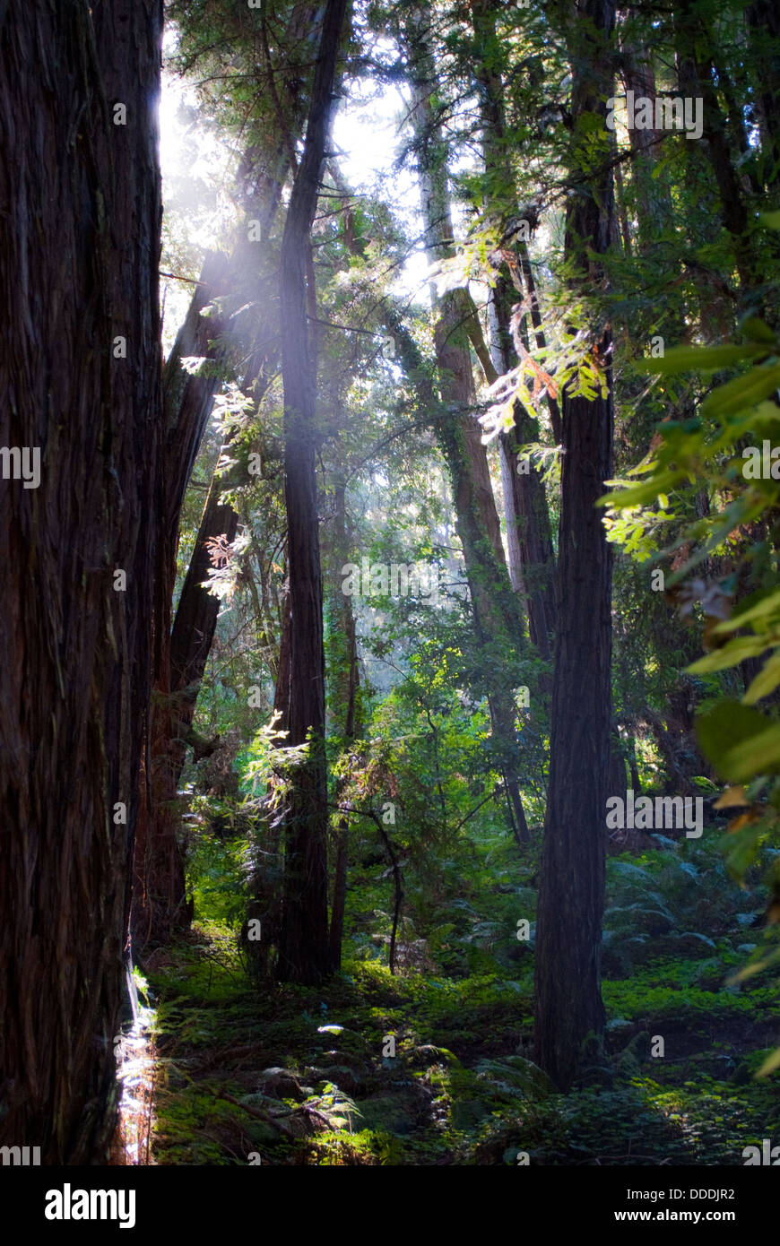 Central California Redwood Forest with Sunbeam Shining Through the ...