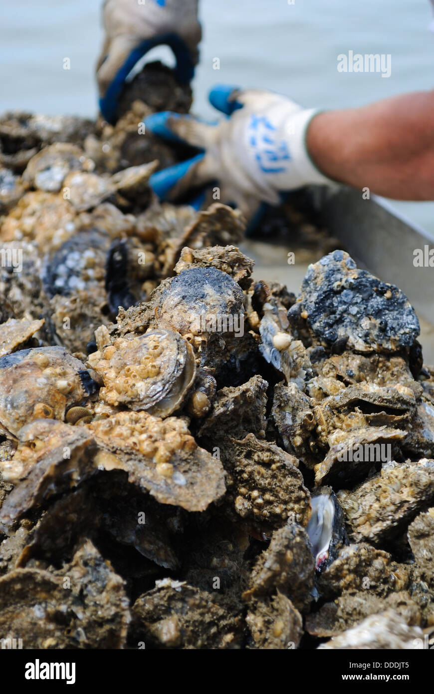 Chesapeake bay oyster hi-res stock photography and images - Alamy