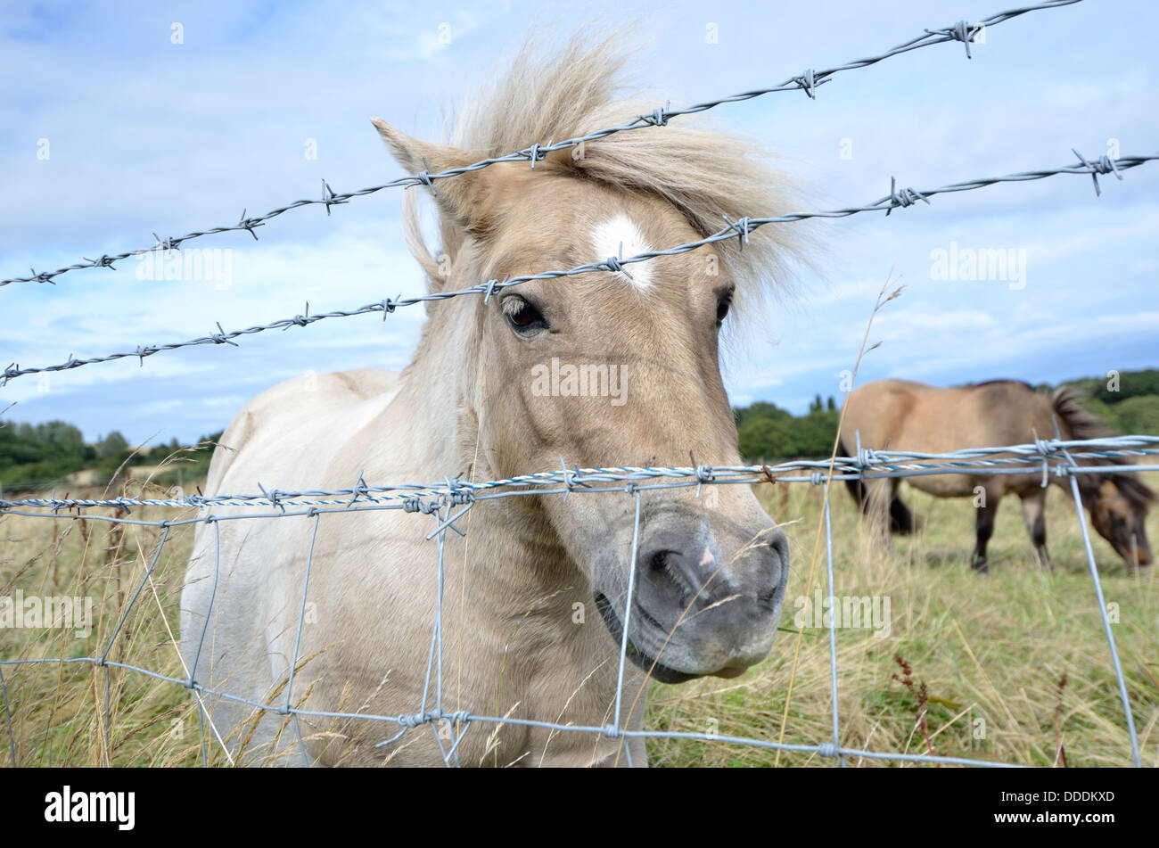 Shetland Pony in a field behind barbed wire England UK Stock Photo - Alamy