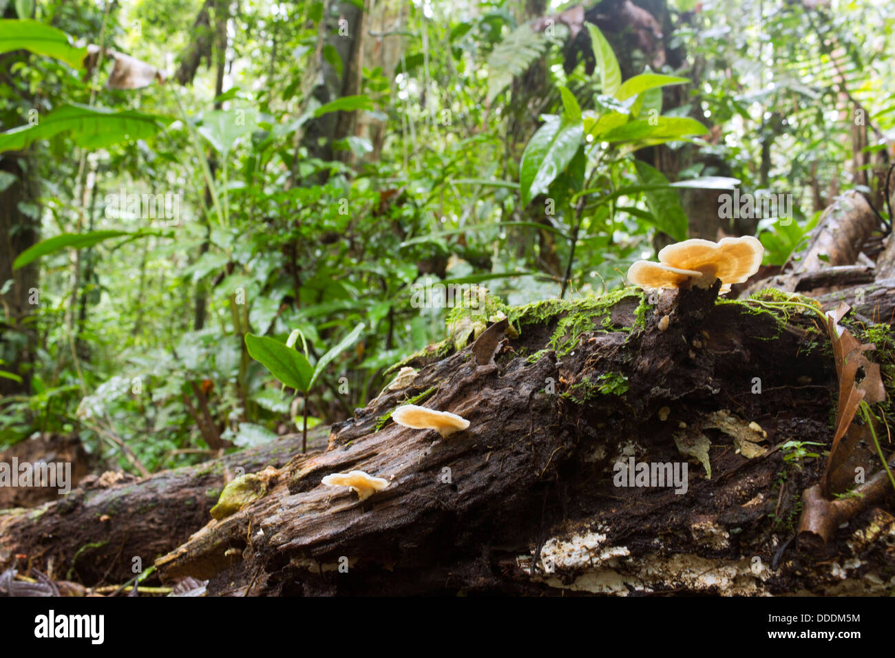 Rotting vegetation hi-res stock photography and images - Alamy
