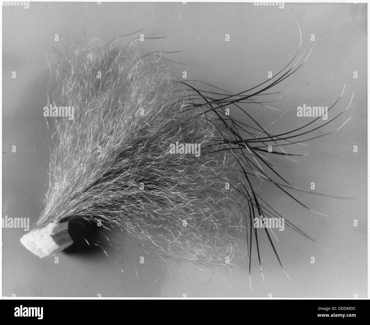 Furs history Black and White Stock Photos & Images - Alamy